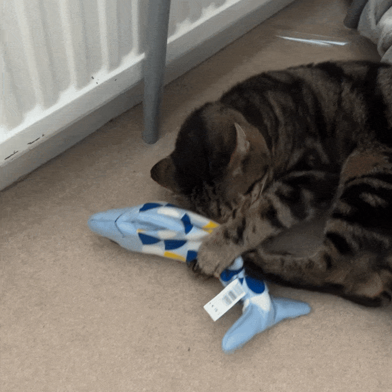 The 6 best automated cat toys, tested and approved by real pet parents ...