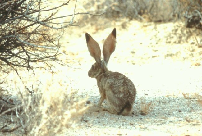 Photos: Black-Tailed Jackrabbits, the Curious Creatures of the American ...