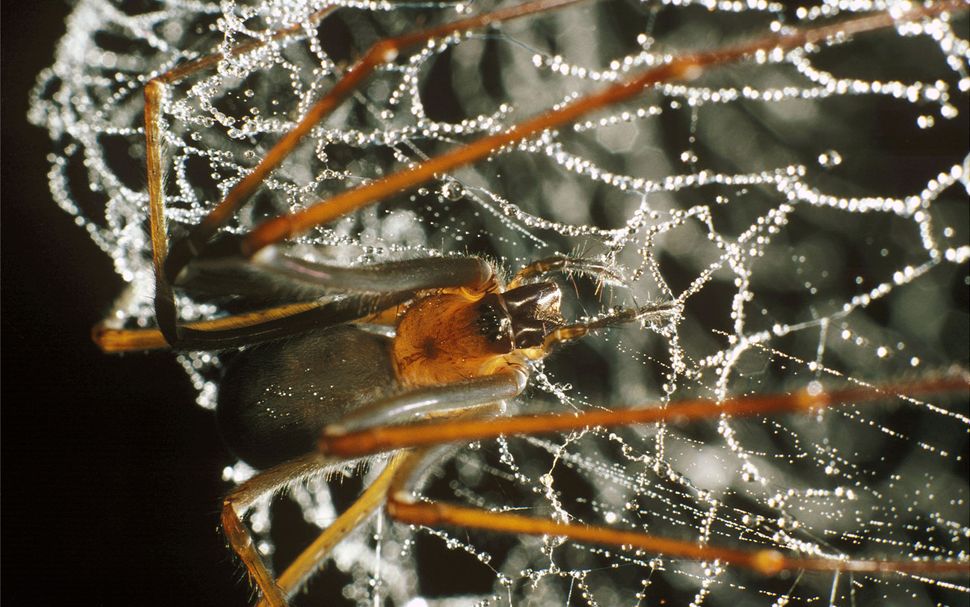 21 Totally Sweet Spider Superlatives: Page 2 | Live Science