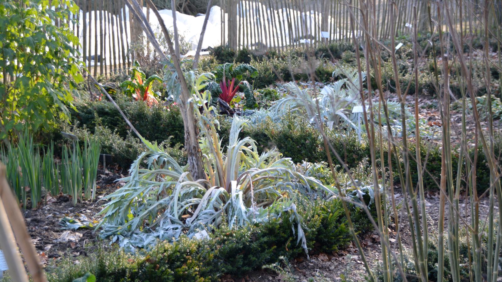 What to plant in December: the best flowers, fruit and veg | Homes and ...