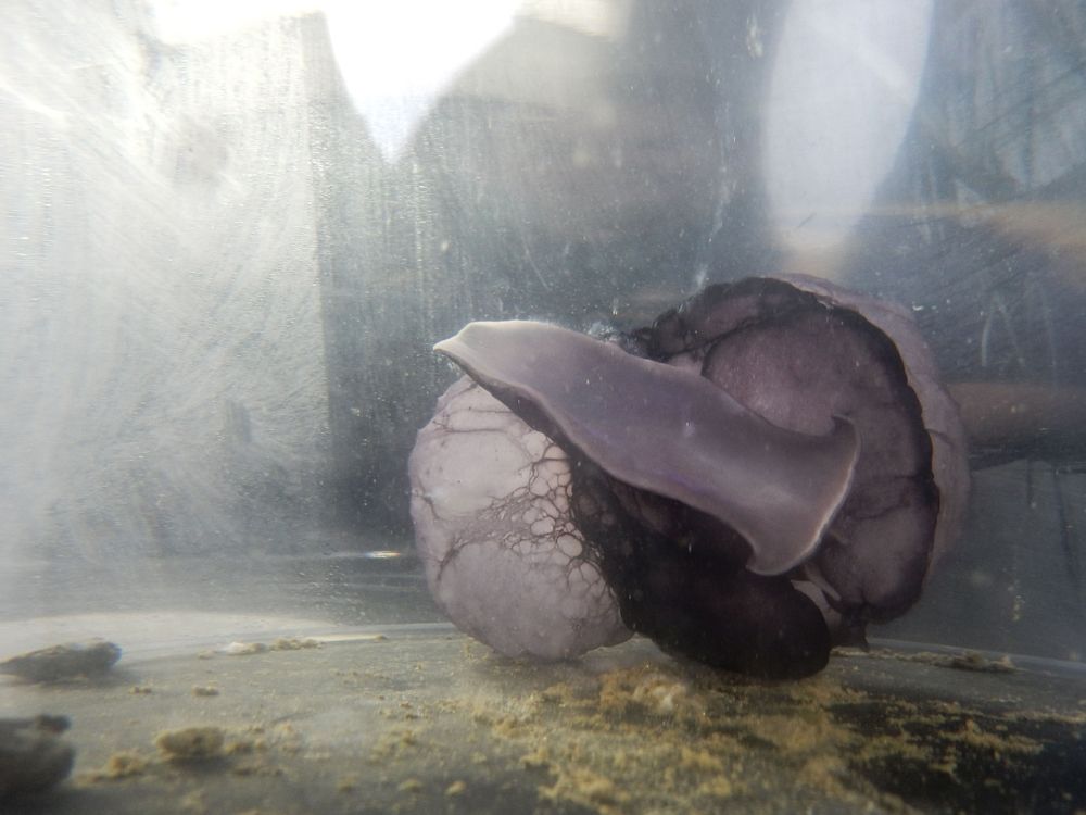 In Photos: Strange Purple Orb Found in Pacific Ocean: Page 2 | Live Science