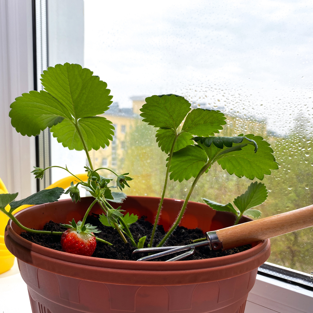 How to grow strawberries indoors - everything you need to know | Ideal Home