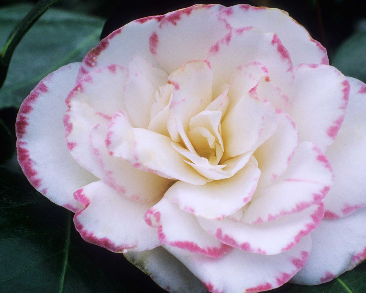 Types of camellias: 12 beautiful varieties | Gardeningetc