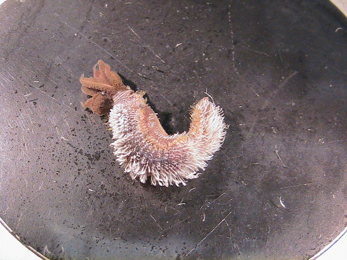 Deep-Sea Worms Can't Take the Heat | Live Science