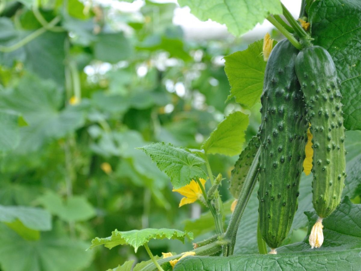 Cucumber Fruit Drop: Reasons For Cucumbers Dropping Off The Plant ...