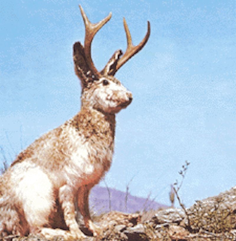 Photos: Black-Tailed Jackrabbits, the Curious Creatures of the American ...