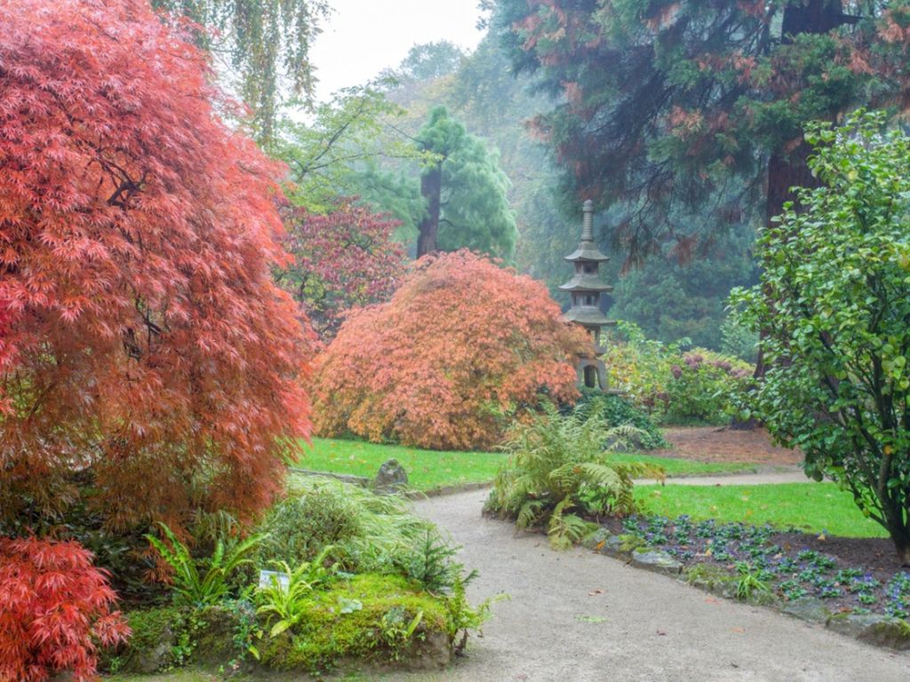 Planting Next To Japanese Maple: What Are Good Companions For Japanese ...