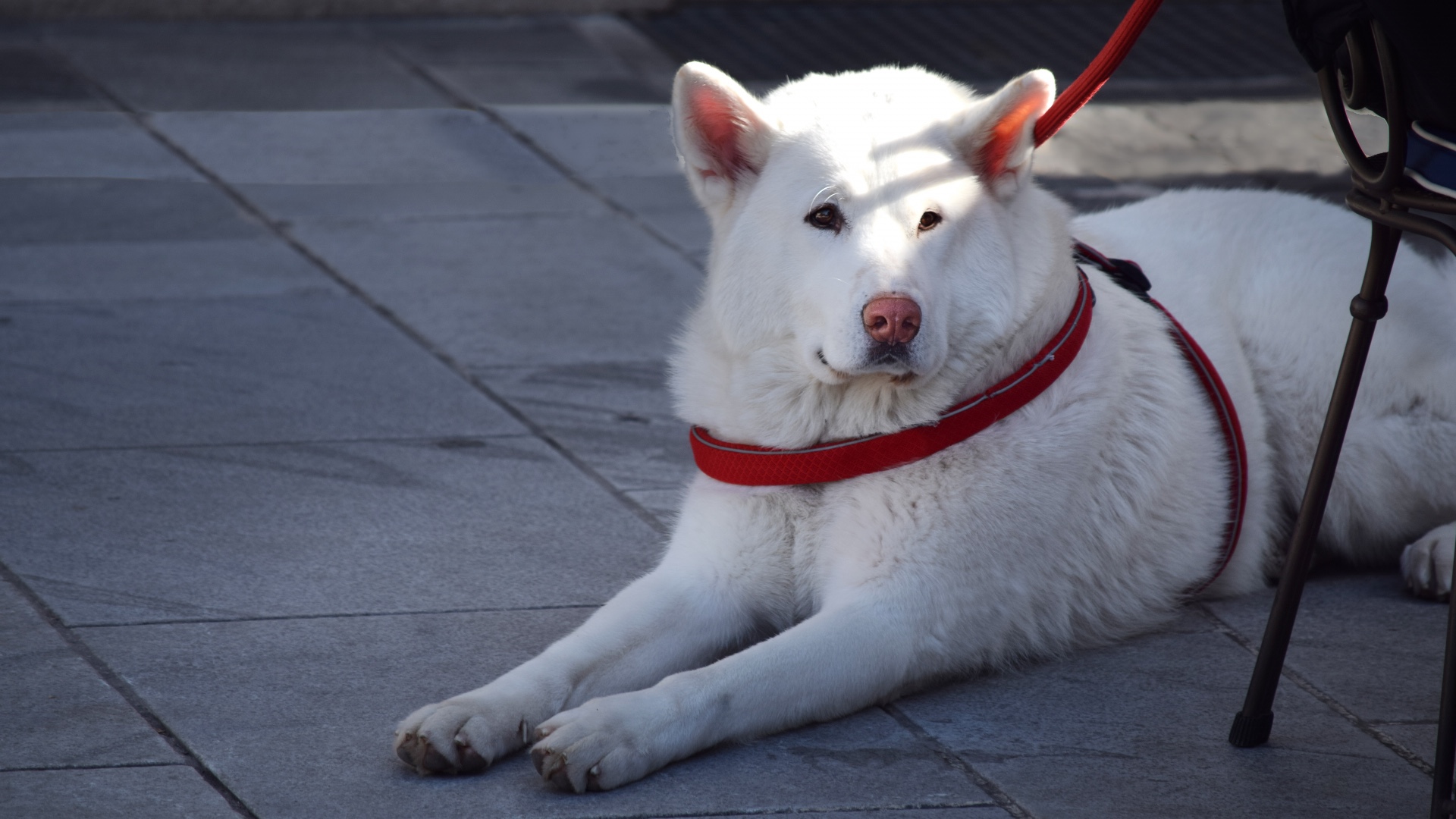 8 Japanese dog breeds you should say Konnichiwa to | PetsRadar