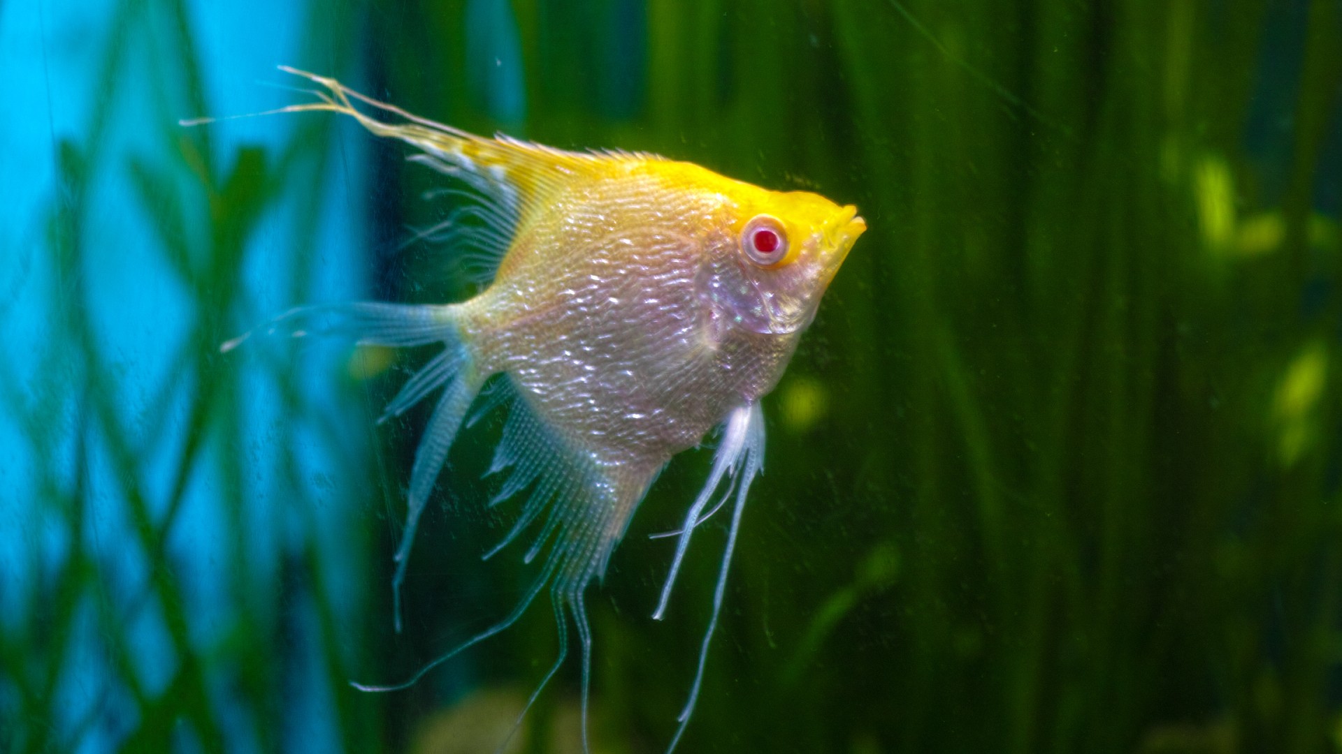 10 colorful tropical fish to brighten your tank | PetsRadar