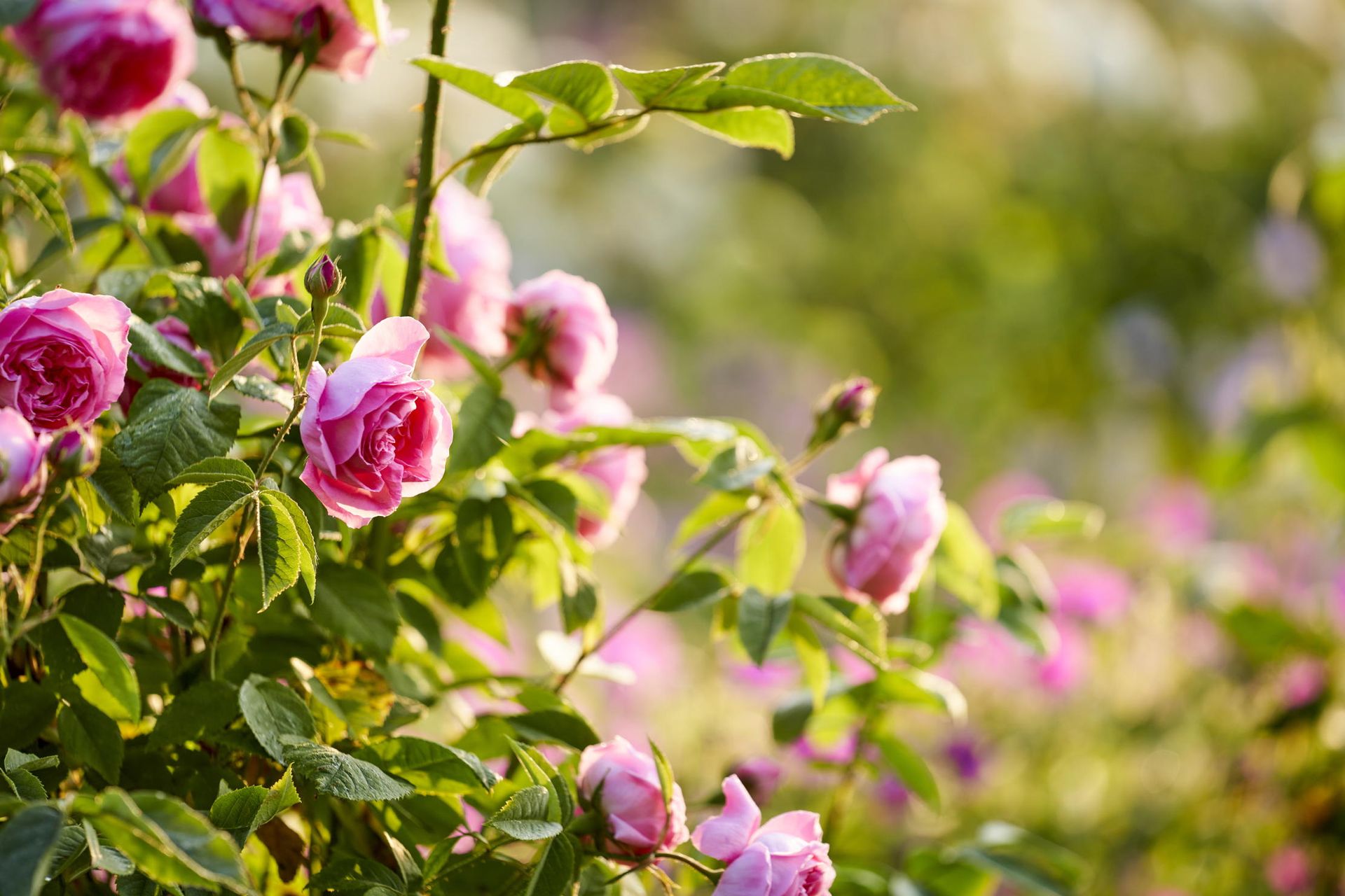 Half a century ago, one of Britain's greatest ever gardeners planted ...