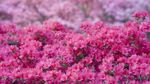 How to grow swamp azalea: for a native low-maintenance shrub | Homes ...