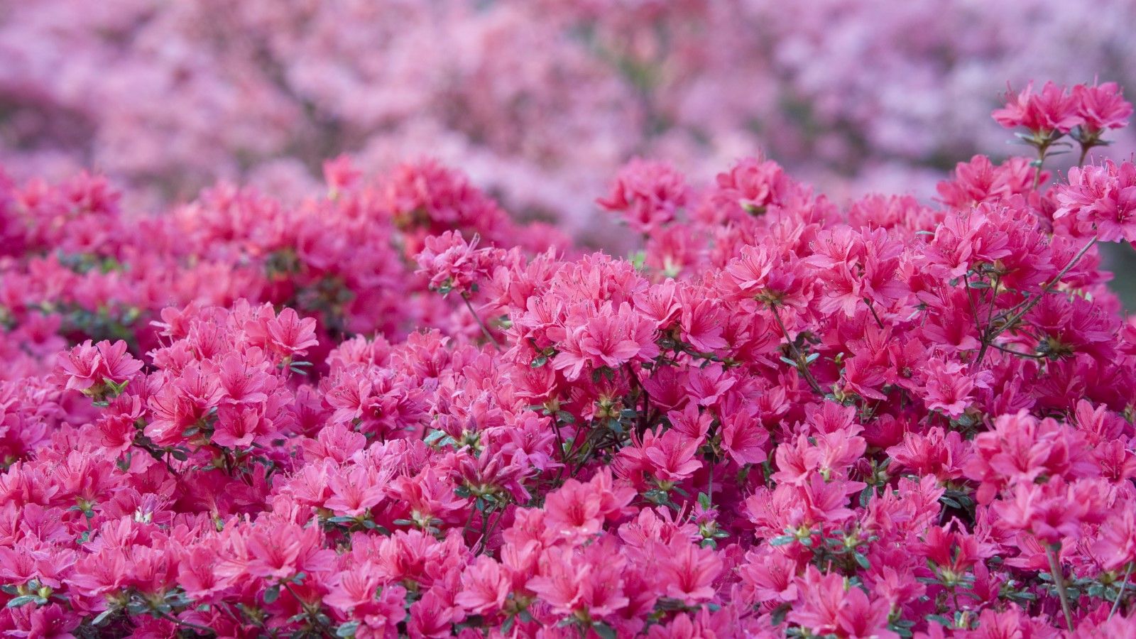 Azalea diseases: expert tips for spotting and solving issues