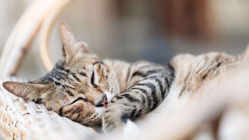 How to help an anxious cat: 20 practical tips | PetsRadar