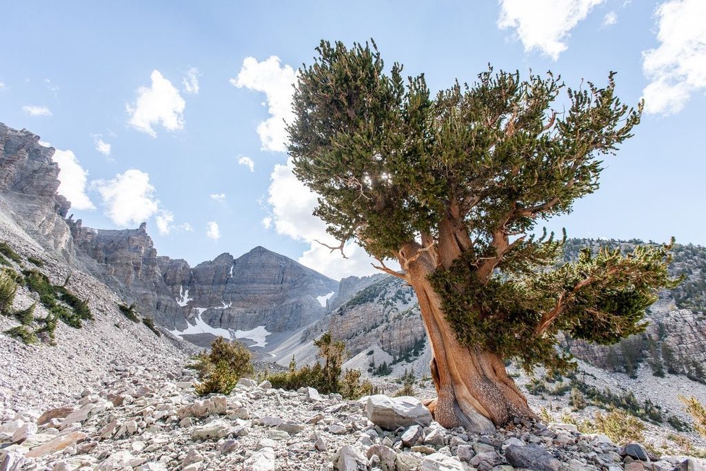 Bristlecone Pine Tree Growing: Information On Bristlecone Pine Trees ...