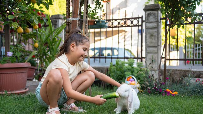 Activities for rabbits: 32 fun things you can do together | PetsRadar