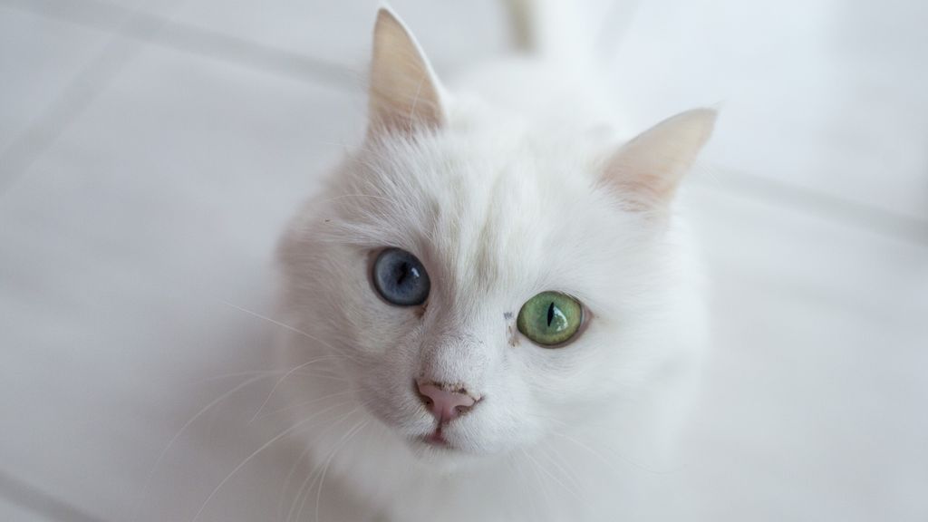 32 cat breeds that like water | PetsRadar