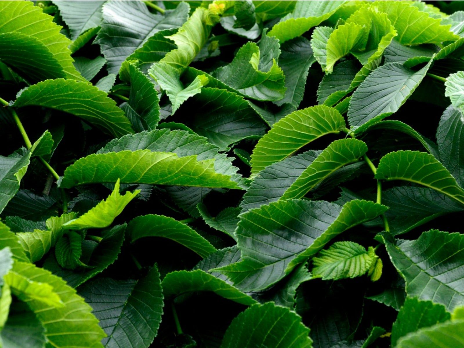 Camperdown Elm Tree Care - Learn About The Weeping Camperdown Elm Tree ...