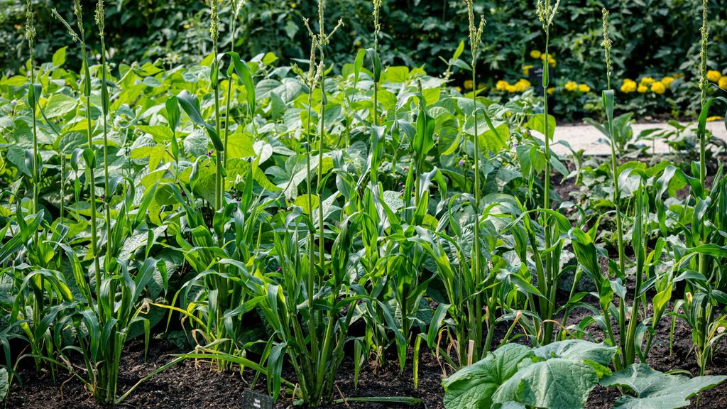 Best drought-tolerant vegetables: crops for dry conditions | Homes and ...