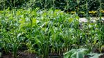 How to grow soybeans: expert tips on a dynamic superfood | Homes and Gardens
