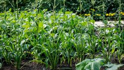 What is intercropping? Tips from an experienced vegetable grower ...