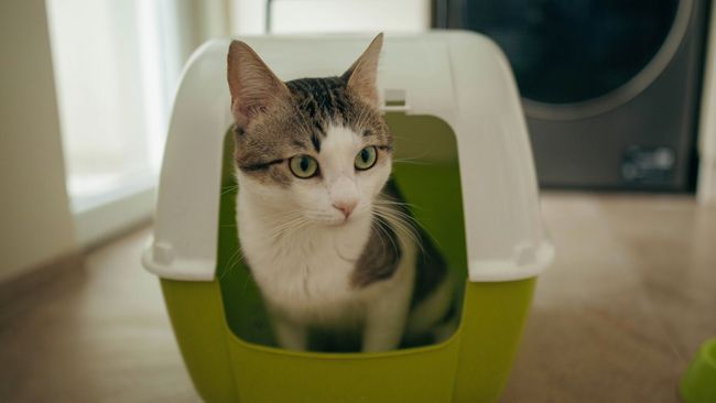 Cat scooting: It is normal or a sign of a problem? A vet explains ...