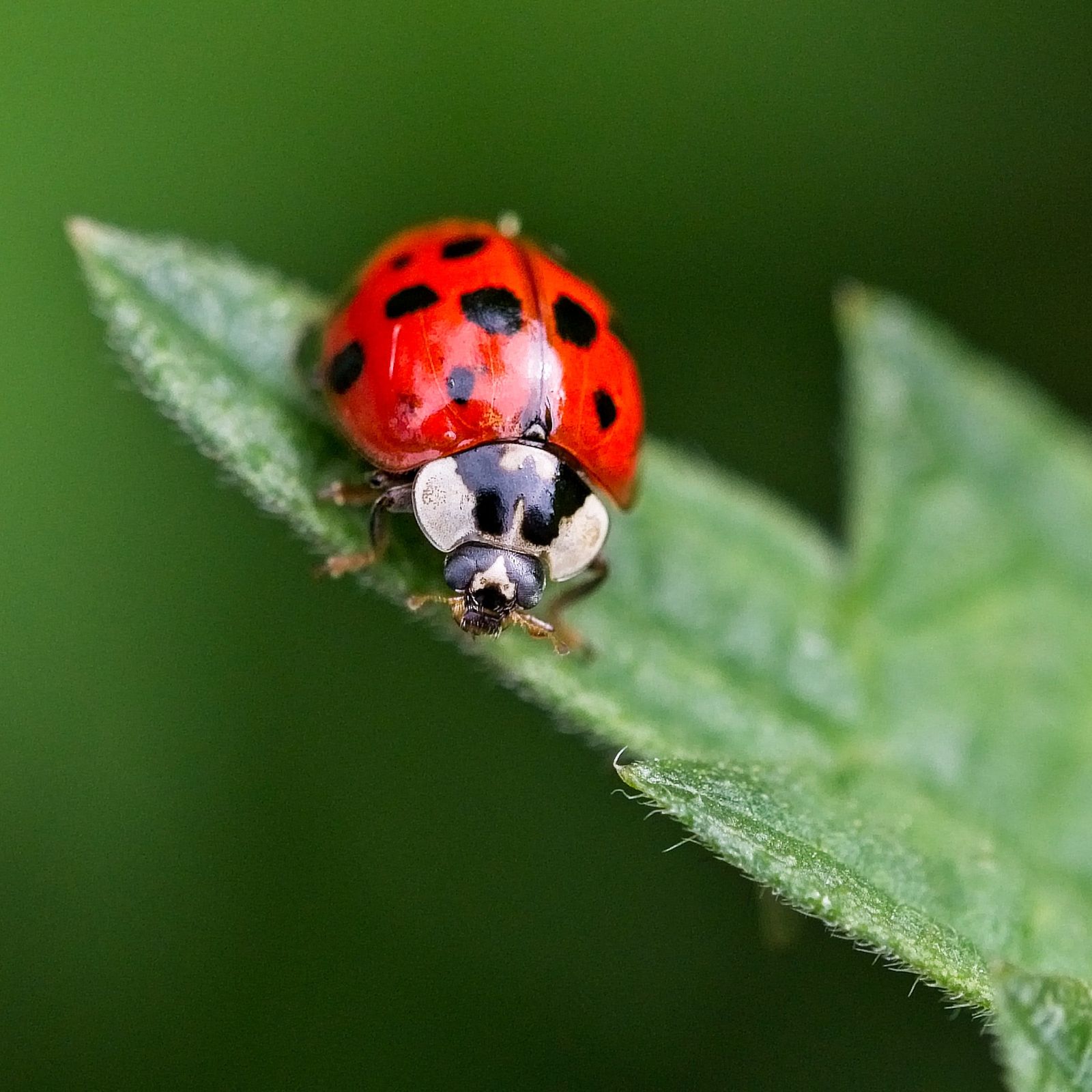 Keep ladybirds out of your home with this £1 supermarket buy | Ideal Home