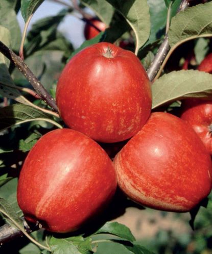 Experts reveal best crop for food security and sustainability ...