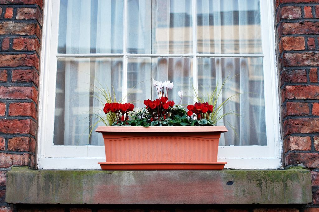 How to Make Window Boxes Look Good in Winter — 8 Top Tips | Livingetc