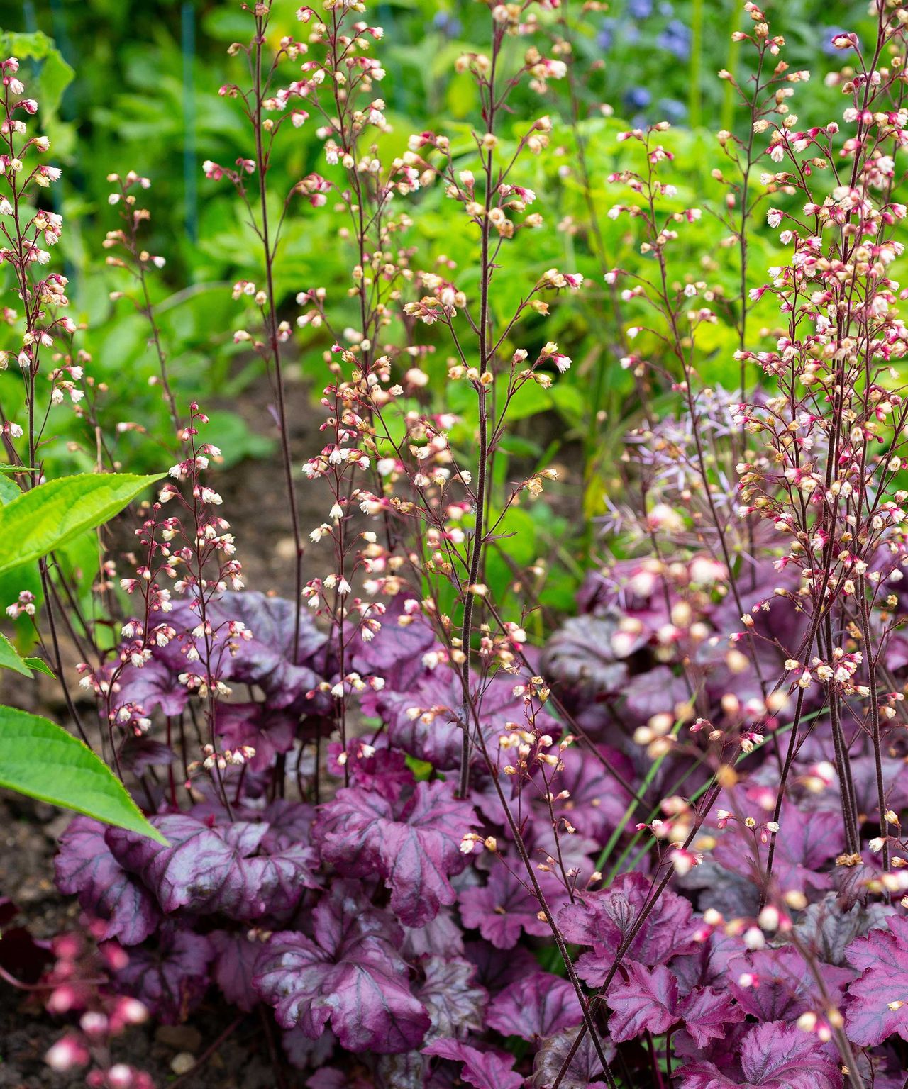 How to grow lilies in pots for beautiful floral displays | Homes and ...