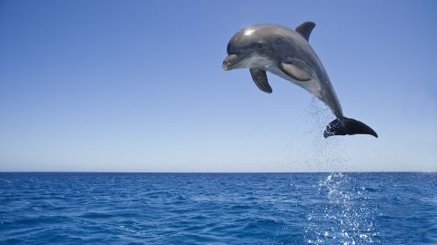 Dolphins: Facts about the intelligent marine mammals that use tools to ...