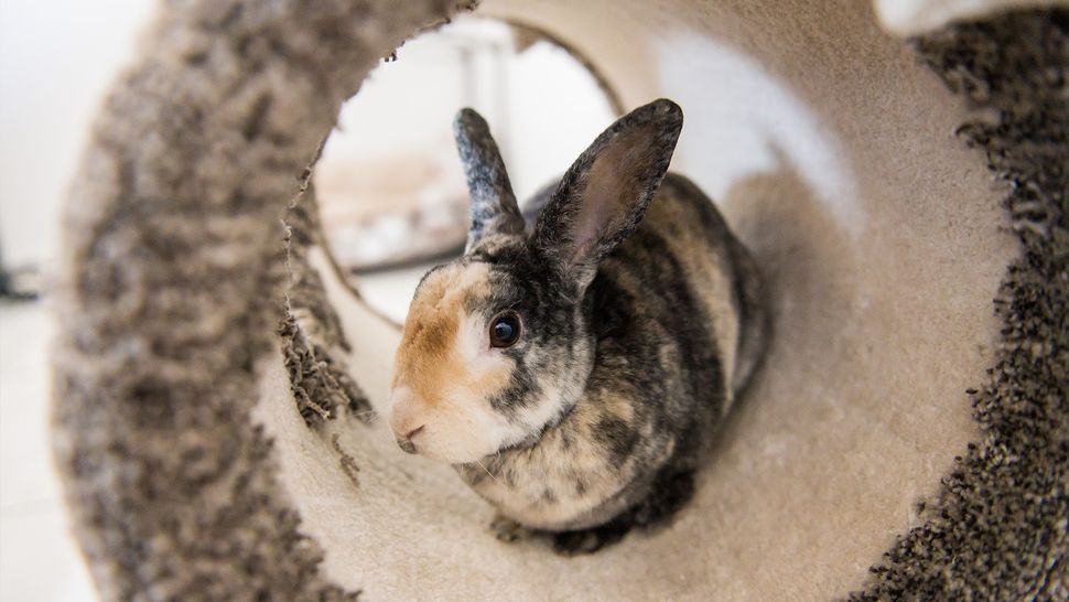 Housing rabbits indoors: advice and tips from a vet | PetsRadar