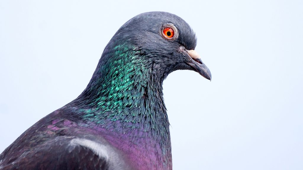 Why do pigeons bob their heads? | Live Science