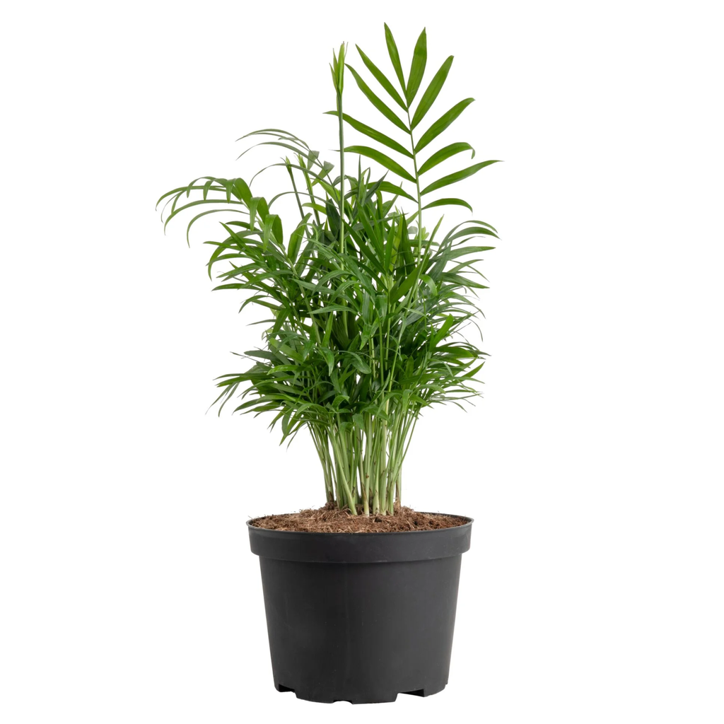 Common Parlor Palm Problems and How to Fix them | Livingetc