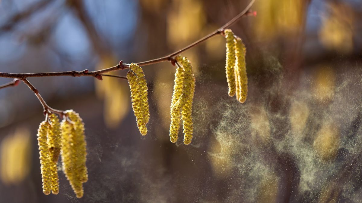 The Biggest Pollen-Producing Trees in American Yards | Homes and Gardens