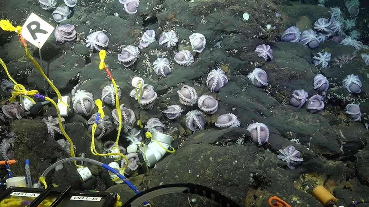 4 never-before-seen octopuses discovered in deep sea off Costa Rica ...