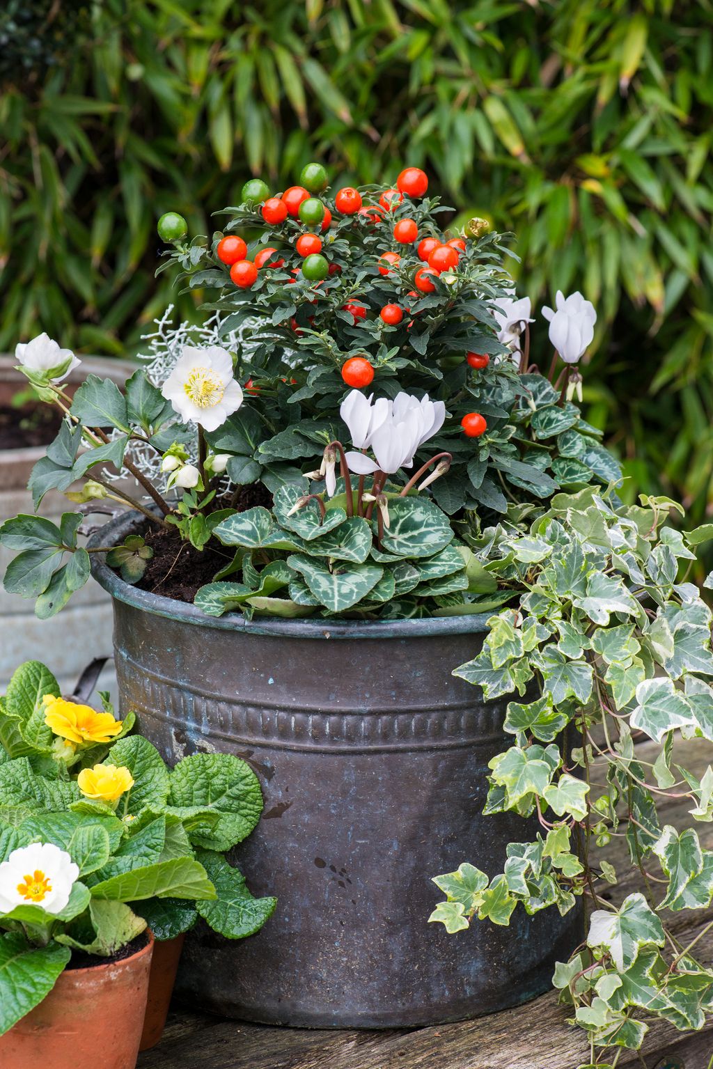 Best Christmas plants and flowers: 13 buys for home or gifts | Homes ...