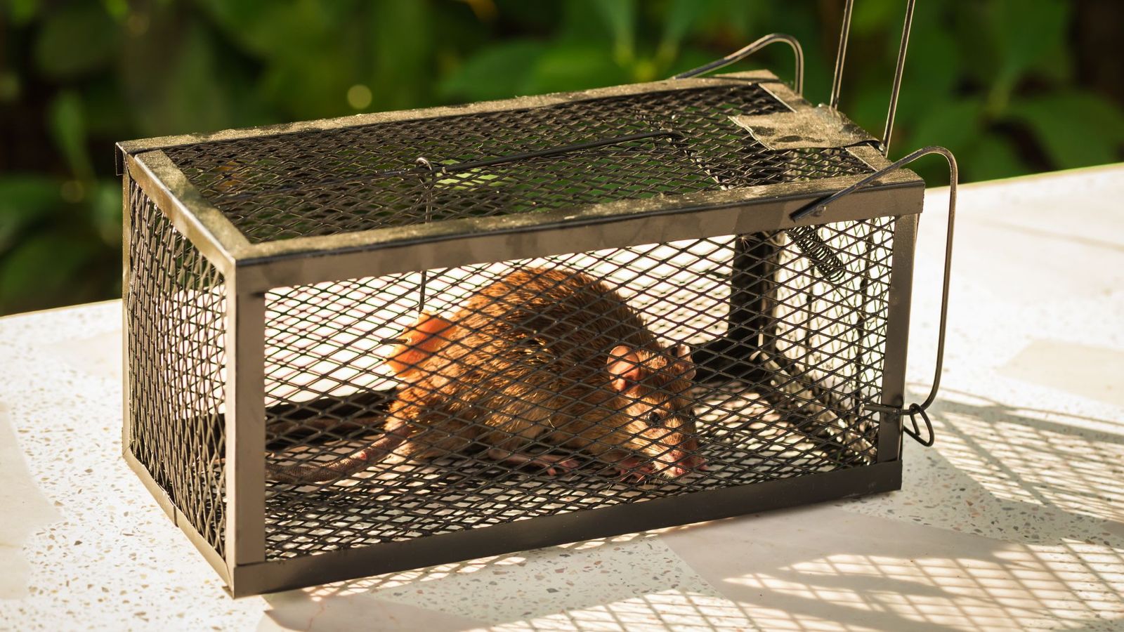 How to deter rats from your home: 6 pest control expert tips | Woman & Home