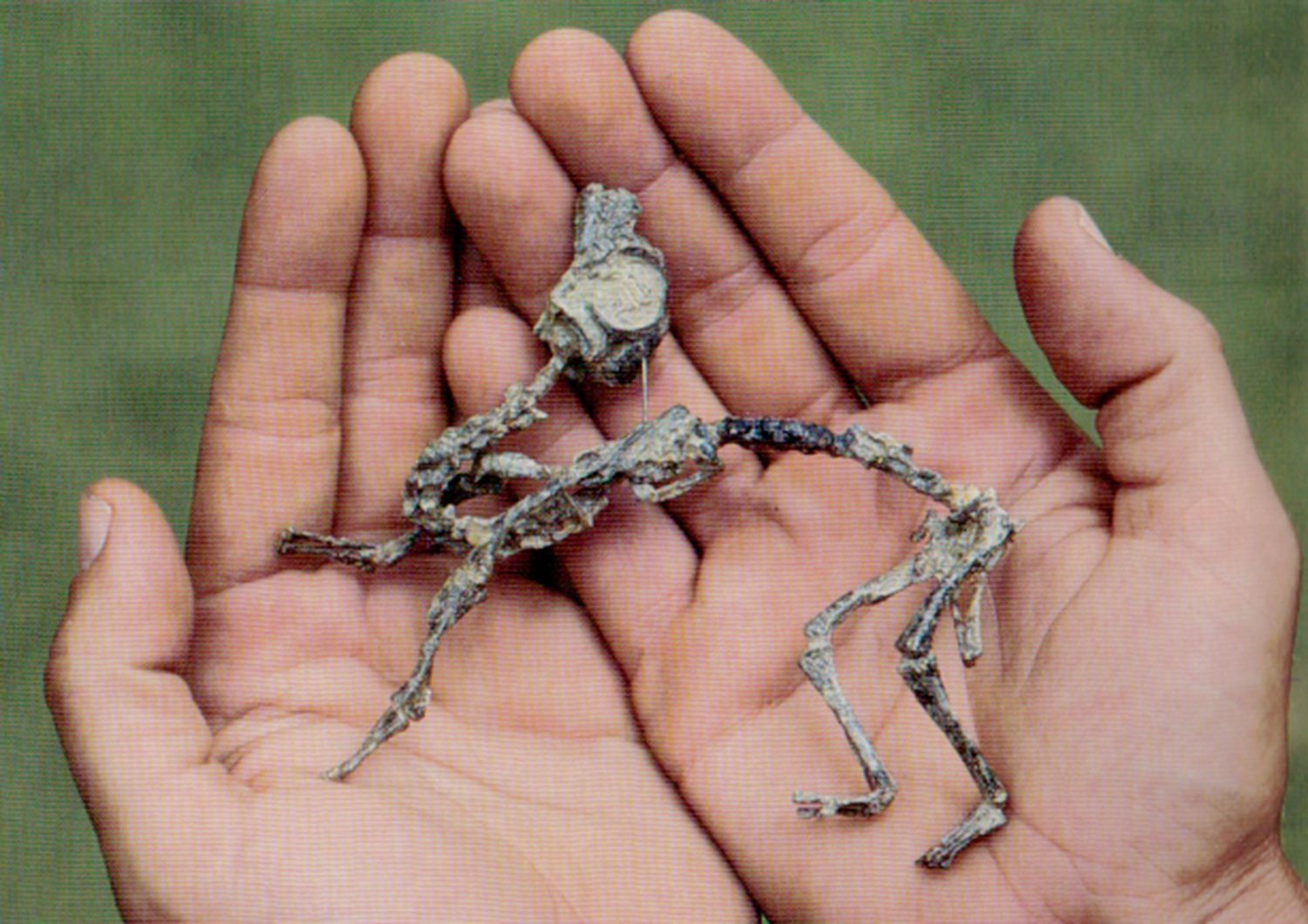 No, That Baby Dinosaur Didn't Crawl. But It Did Walk on 4 Legs As an ...