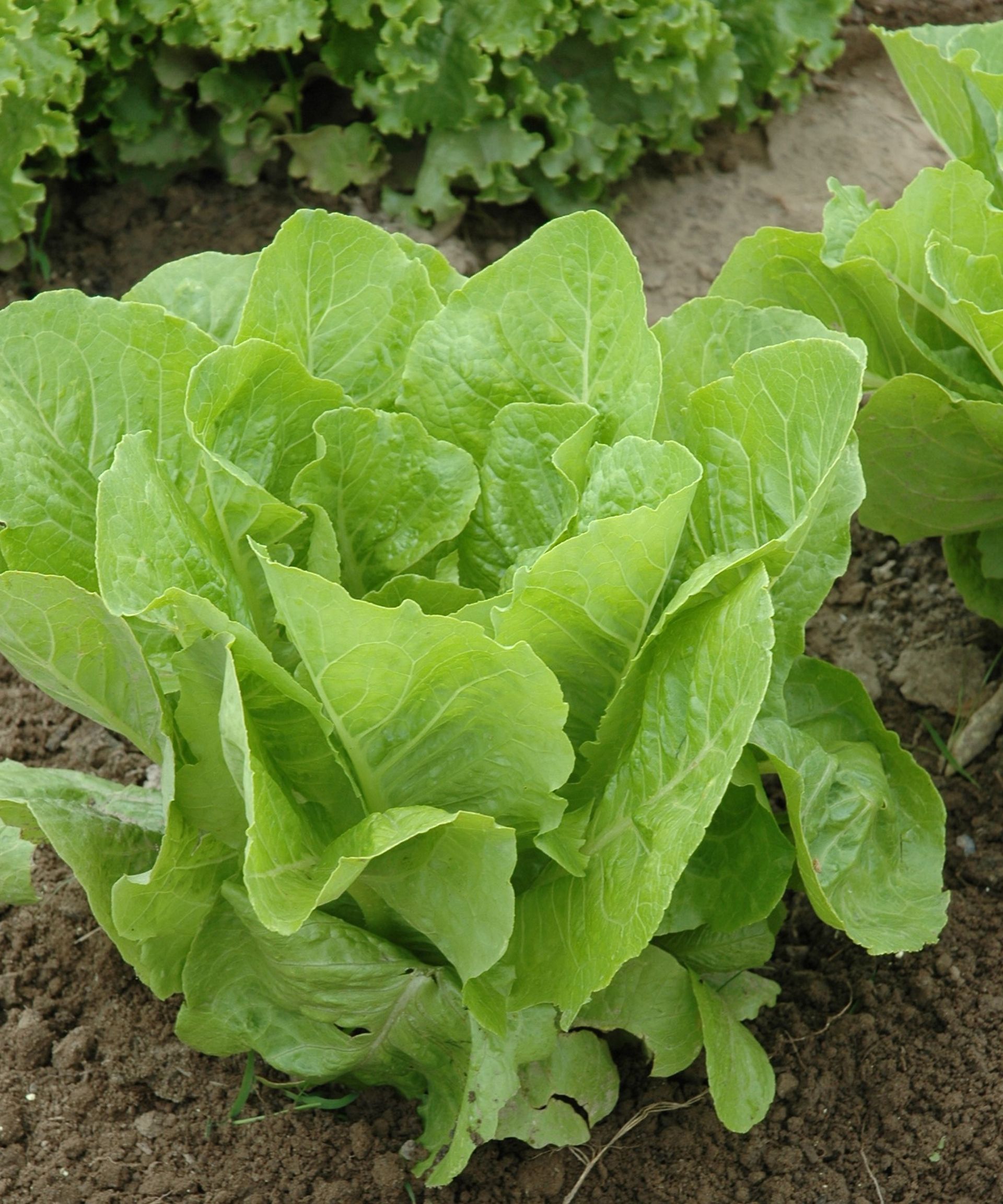 How to use the sacrificial plant method to deter slugs | Gardeningetc