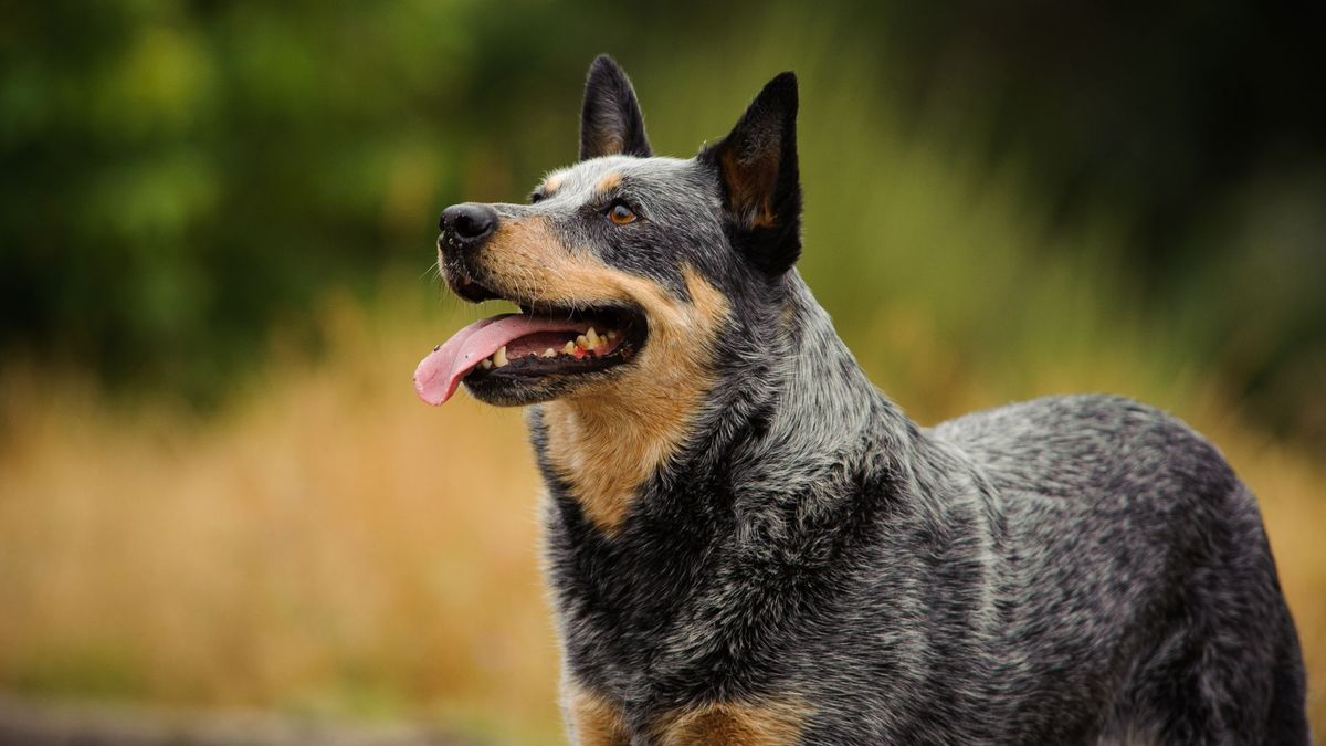 Best farm dogs for herding, protection and pest control | PetsRadar