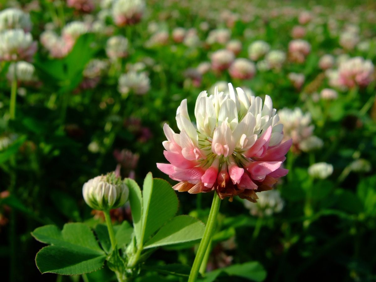 Alsike Plant Information - Growing Hybridum Alsike Clover In The Garden ...