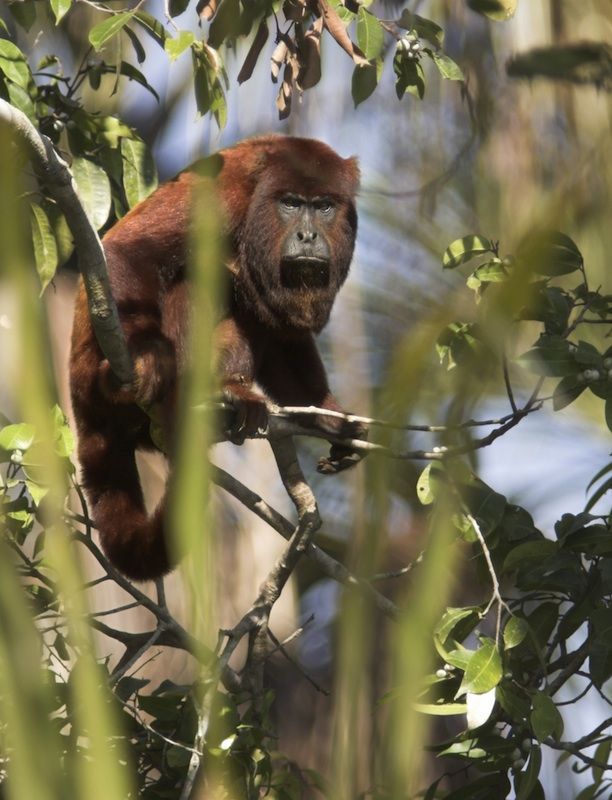 Gallery: Monkey Mug Shots | Live Science