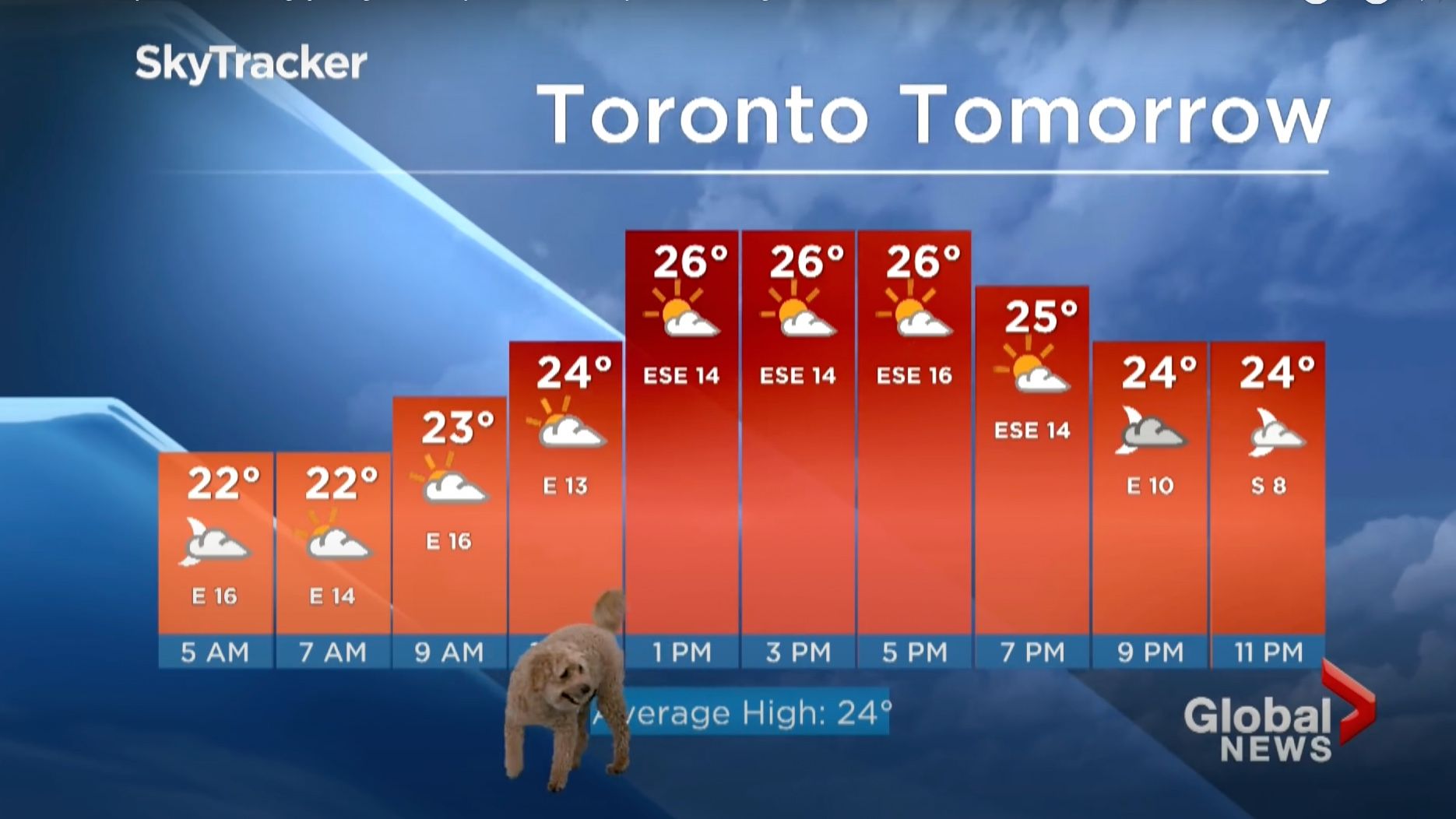 Storm the Weather Dog steals the show during live forecast | PetsRadar