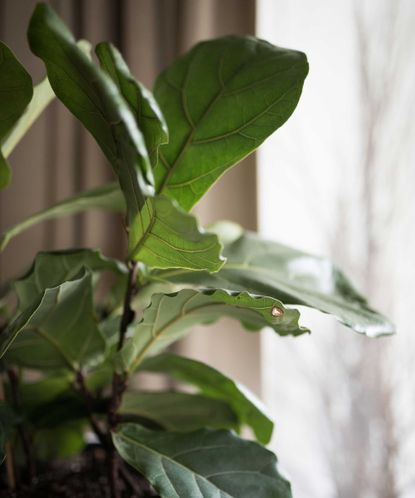 Pruning a fiddle leaf fig: quick tips for these houseplants | Gardeningetc