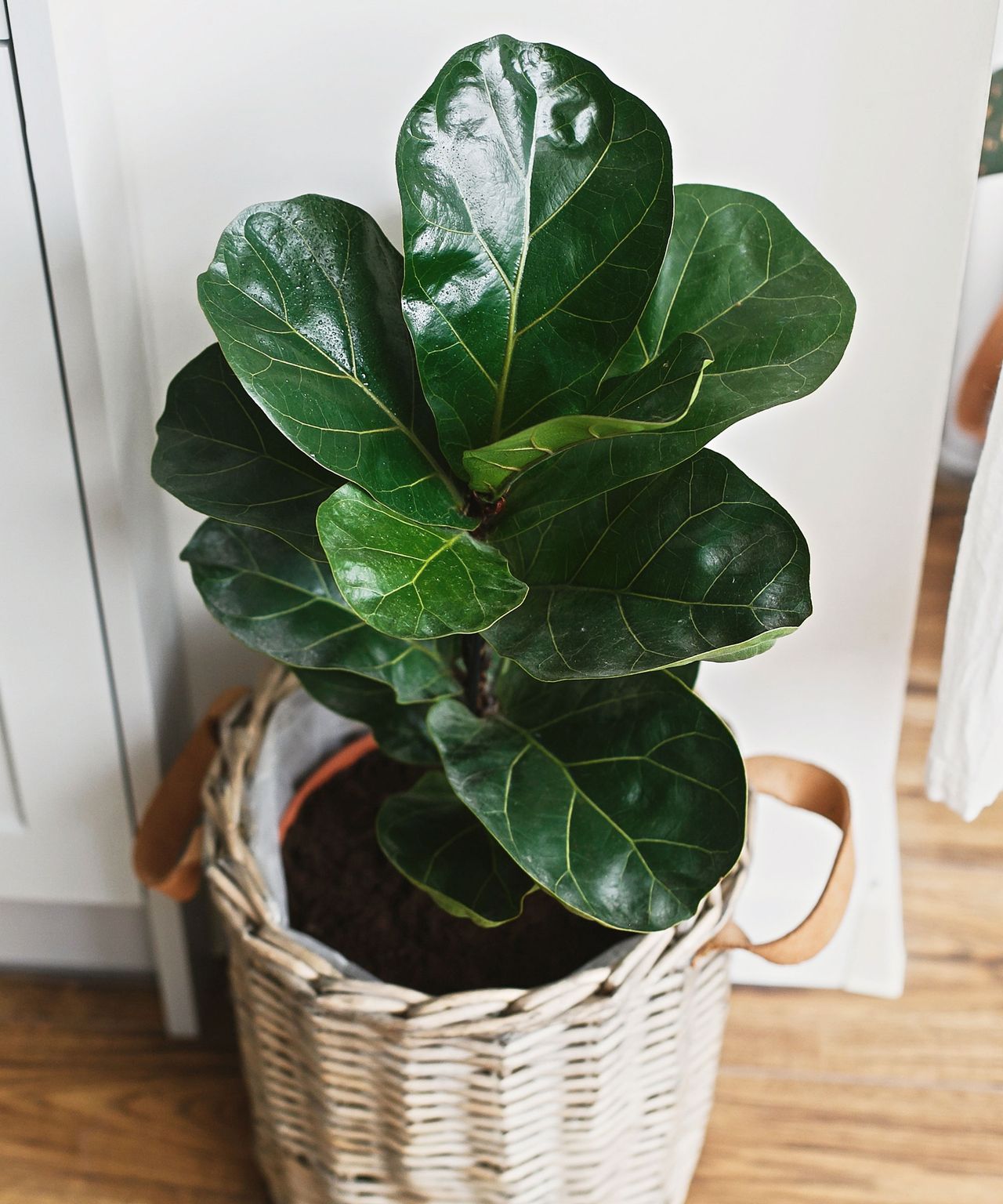 Essential Fiddle Leaf Fig Indoor Care For Happy Houseplants | Gardening ...