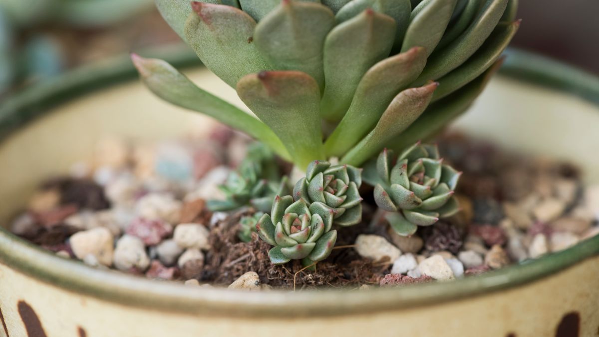 How to propagate succulents from cuttings, leaves or pups | Tom's Guide