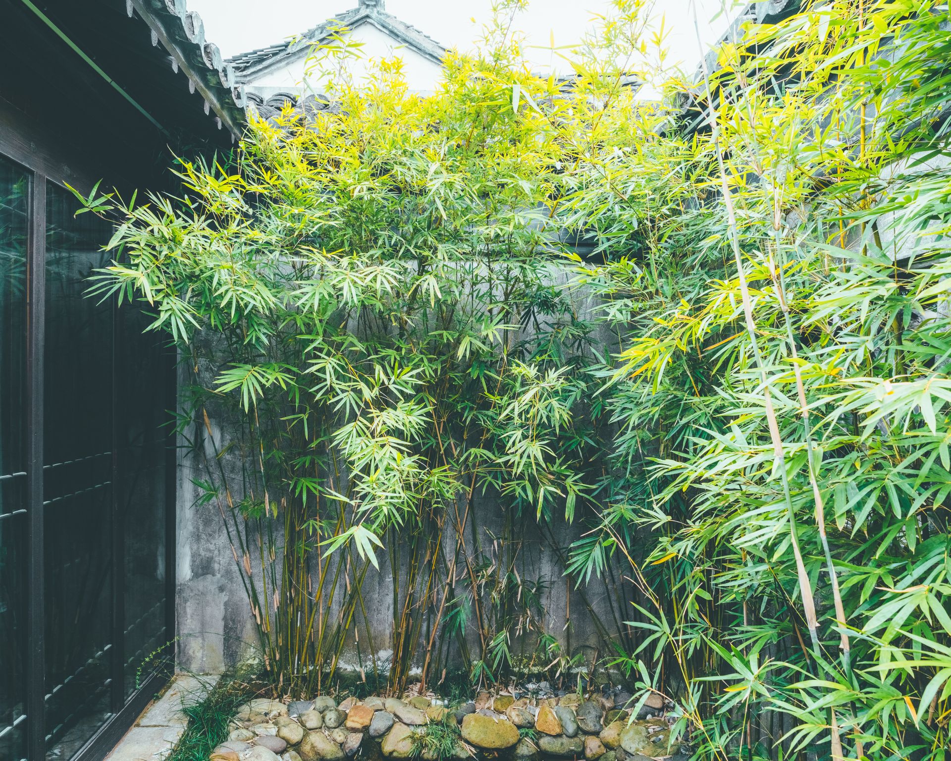 Are These Plants Attracting Mosquitoes to Your Garden? | Gardening Know How