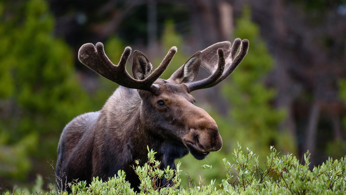 What to do if you see a moose while hiking | Advnture