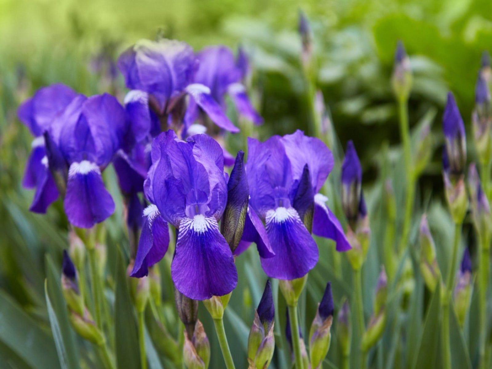 Care Of German Irises Information On German Iris Planting Gardening Know How