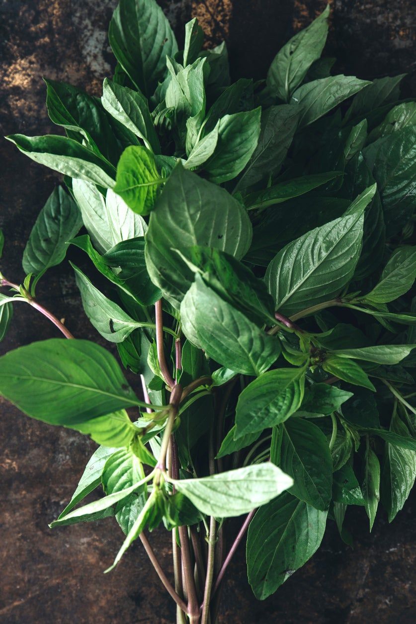 What Is Lime Basil: Tips For Growing Lime Basil In The Garden ...
